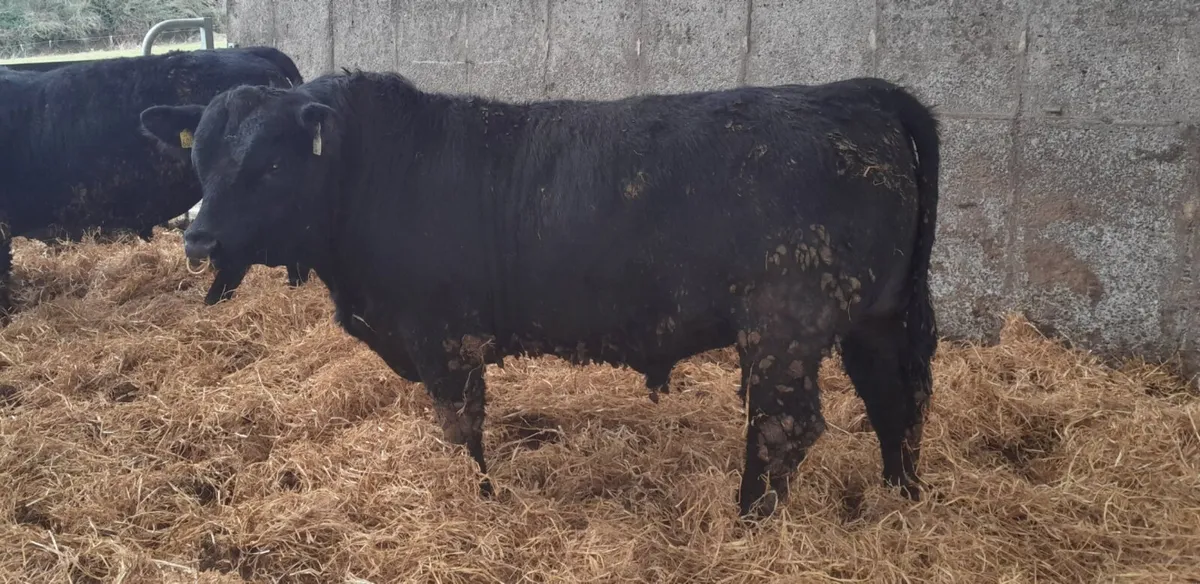 PBR Aberdeen Angus Bulls for sale in Co. Laois for €123 on DoneDeal