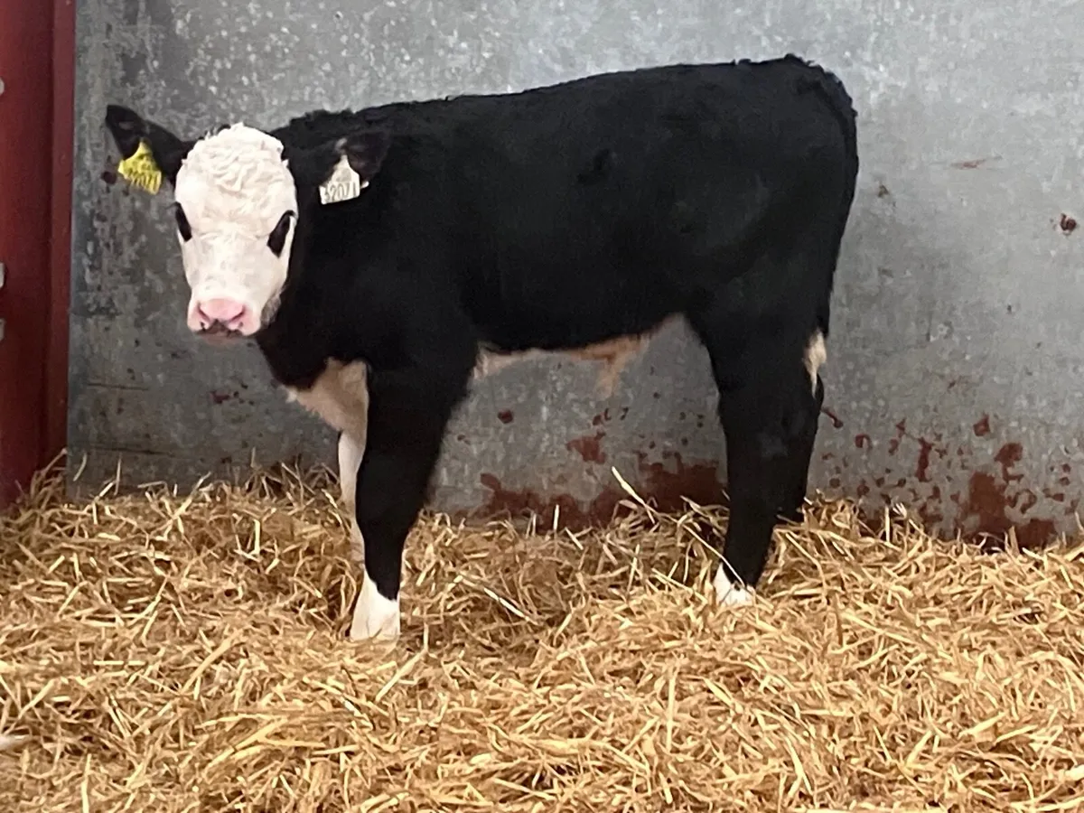 8 Super Hereford And Simmental Bull Calves For Sale For Sale In Co