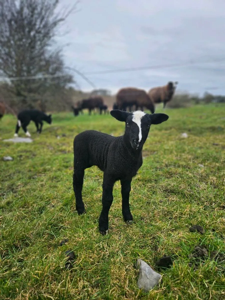 8 pedigrees still left! Good strong lambs for sale in Co. Galway for € ...
