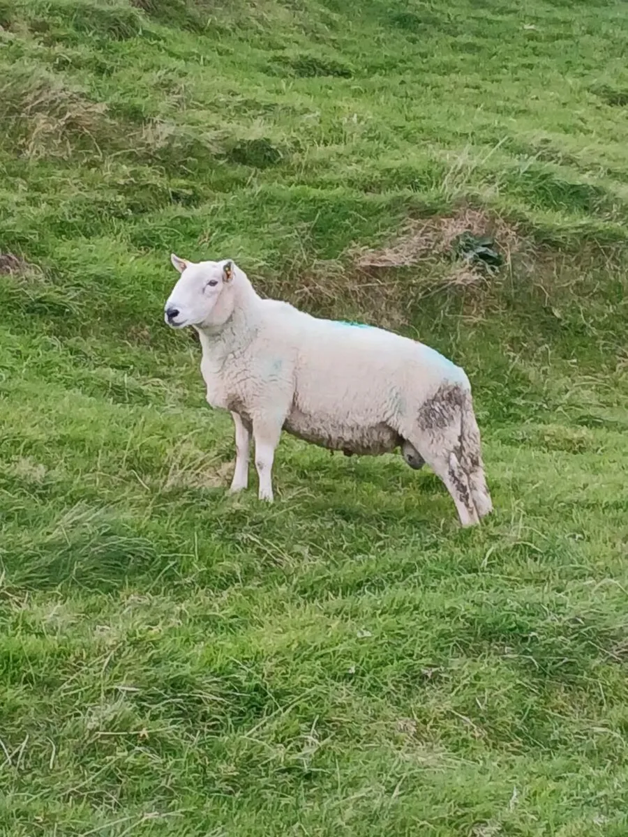 Cheviot ram for sale in Co. Donegal for €123 on DoneDeal