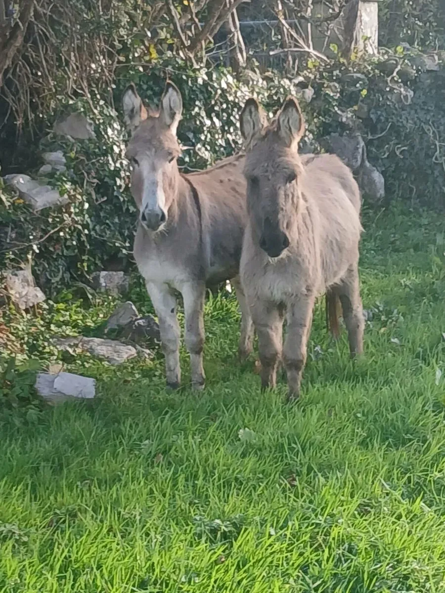 2 Female Donkeys for sale in Co. Galway for €375 on DoneDeal