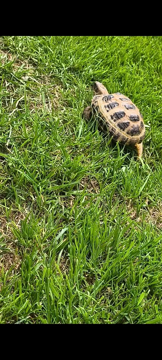 Russian tortoise for sale in Co. Cork for €200 on DoneDeal