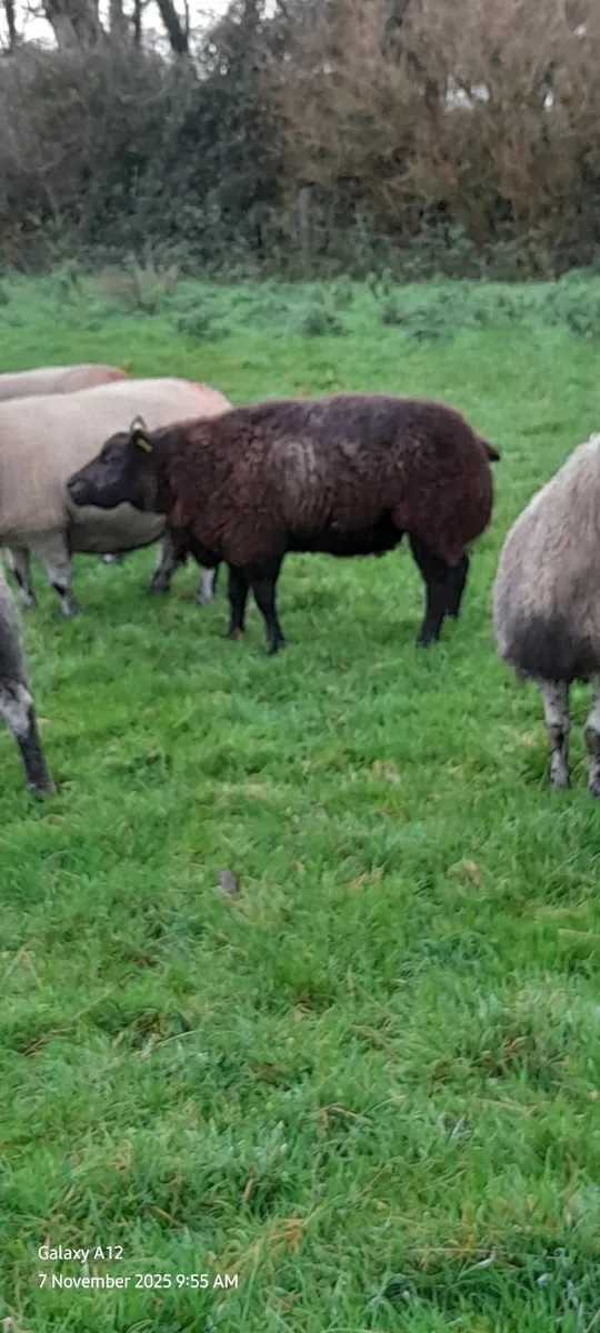 Blue Texel Ram for sale in Co. Sligo for €280 on DoneDeal