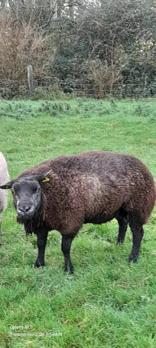 Blue Texel Ram for sale in Co. Sligo for €280 on DoneDeal