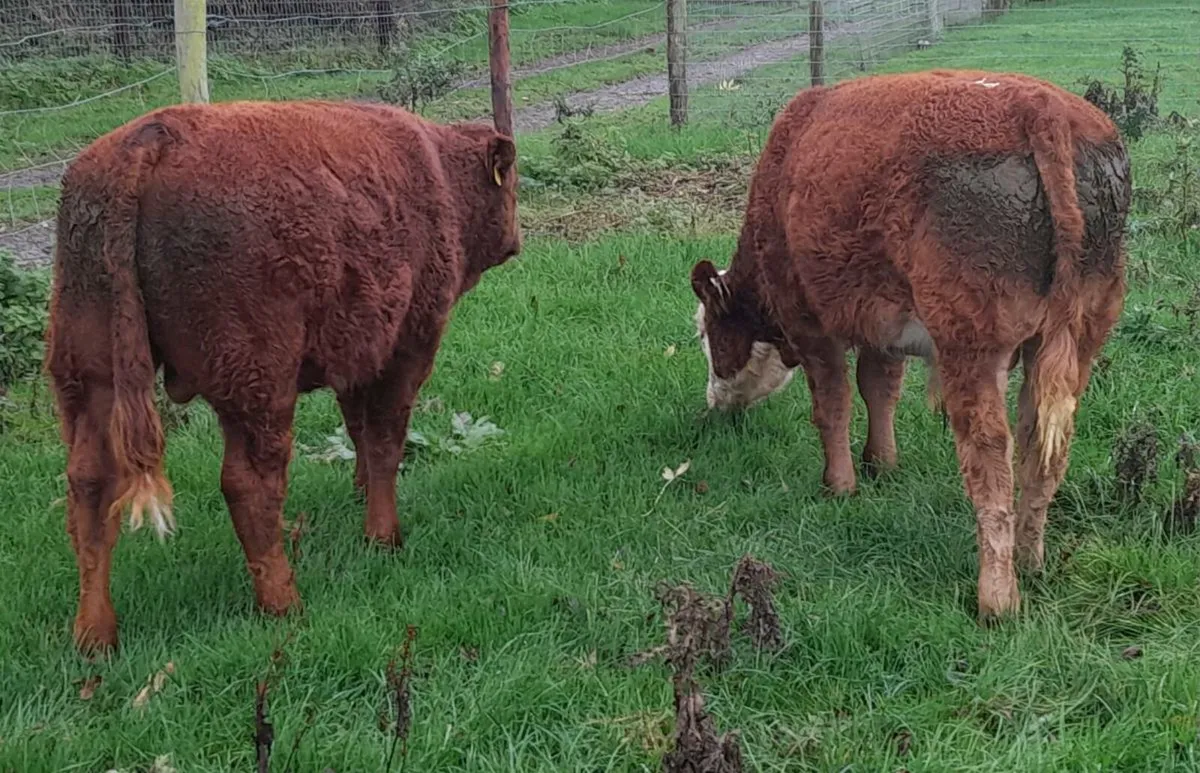 Limousine bull calves for sale in Co. Laois for €2,000 on DoneDeal