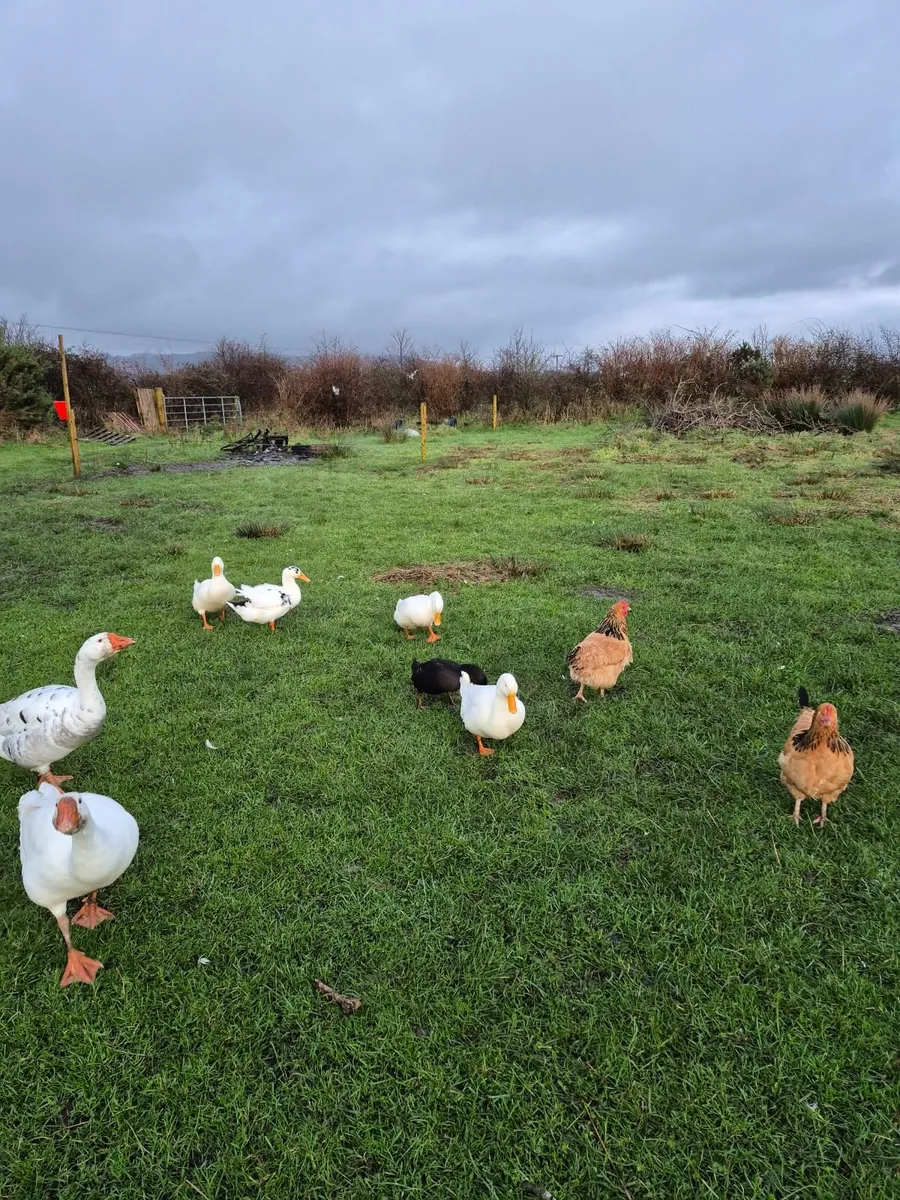 Ducks and geese for sale in Co. Donegal for €2 on DoneDeal