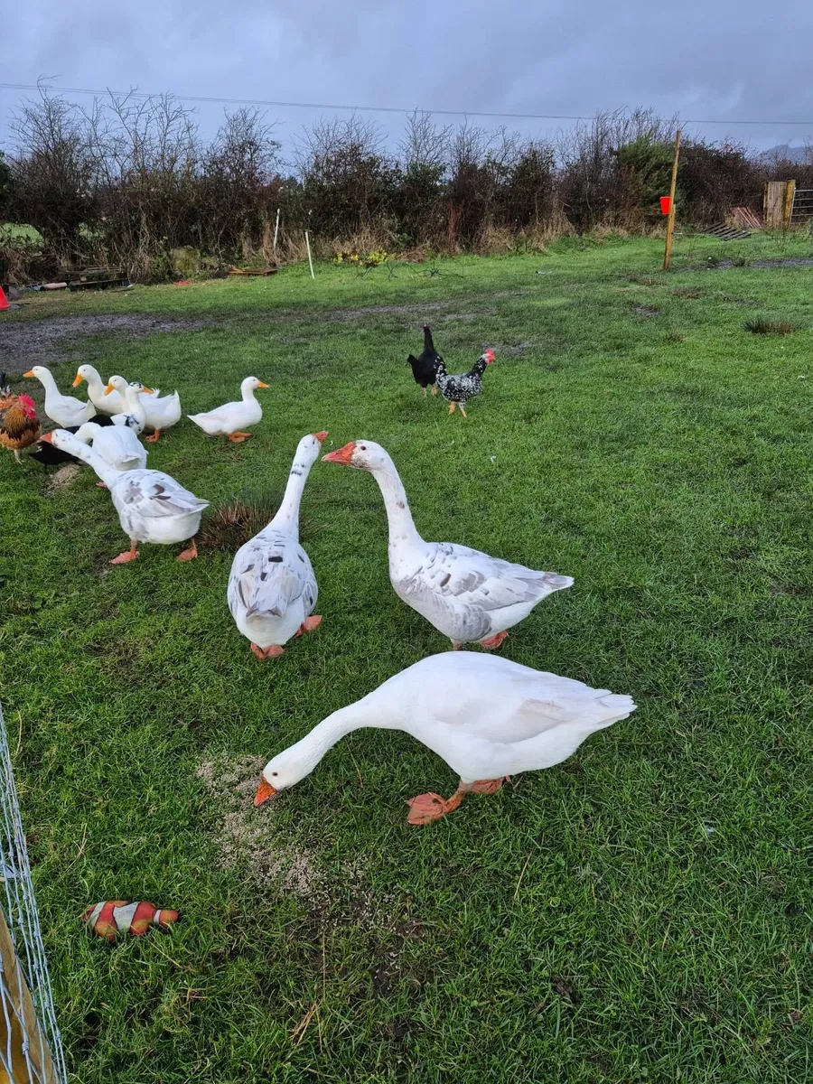 Ducks and geese for sale in Co. Donegal for €2 on DoneDeal