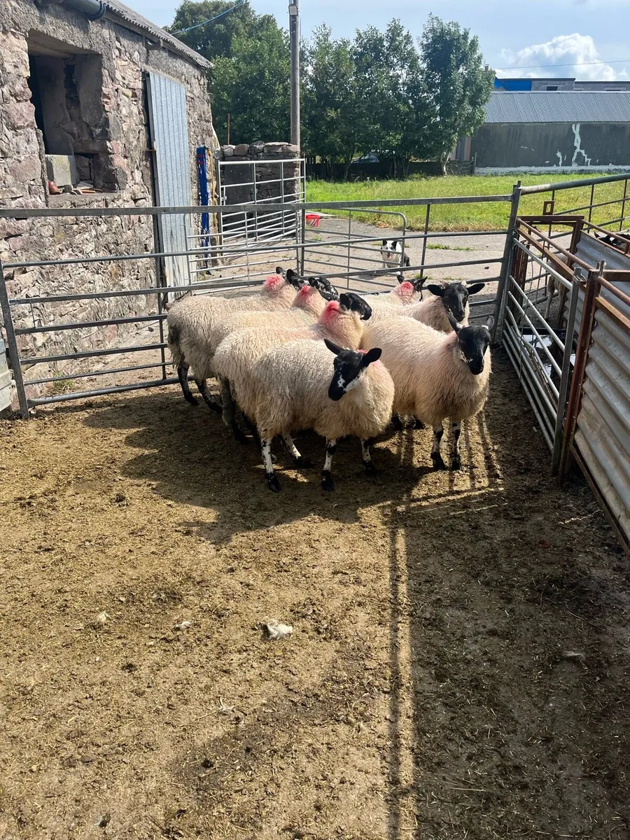 Ewe lambs for sale in Co. Mayo for €160 on DoneDeal