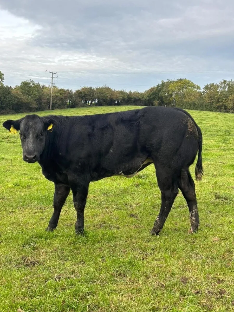 Heifers for sale in Co. Down for £0 on DoneDeal