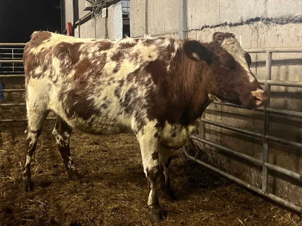 Super Roan shorthorn springer for sale in Co. Westmeath for €2,850 on ...