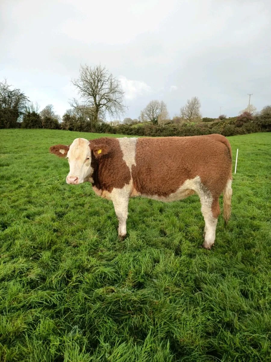 Pedigree reg Simmental heifer Balla mart lot839 for sale in Co. Roscommon for €1 on DoneDeal