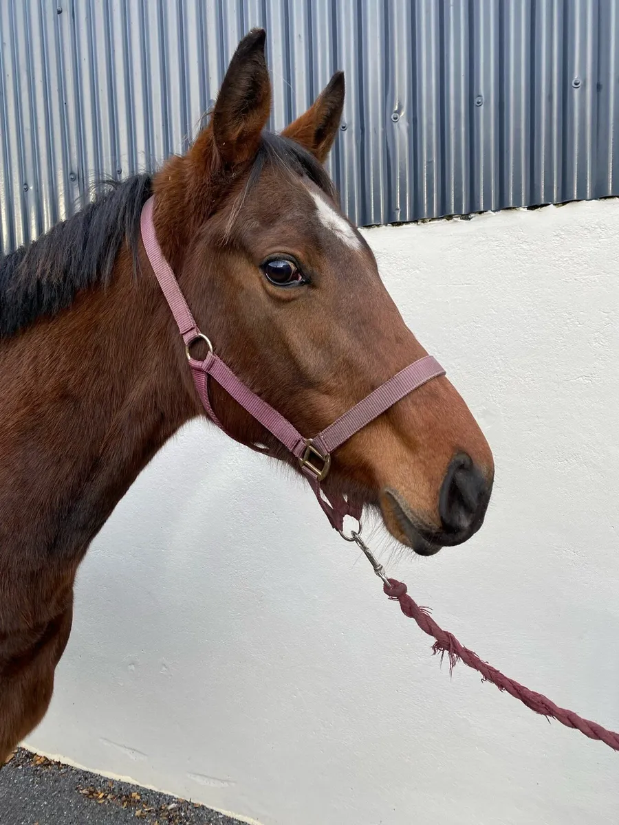 2yo Jet away gelding unbroken for sale in Co. Limerick for €1,500 on DoneDeal