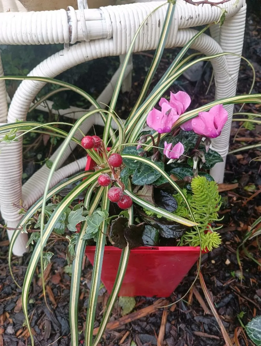 Beautiful red buckets ,full perinials,all year 10 for sale in Co. Cork ...