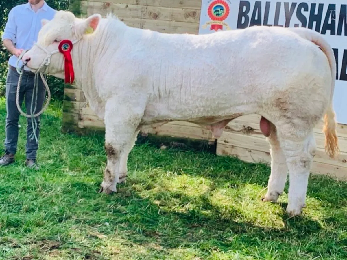 💥 PBR Charolais Bulls 💥 for sale in Co. Leitrim for €6,543 on DoneDeal