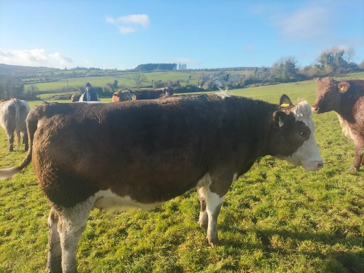 Simmental Cross Heifer for sale in Co. Limerick for €1 on DoneDeal