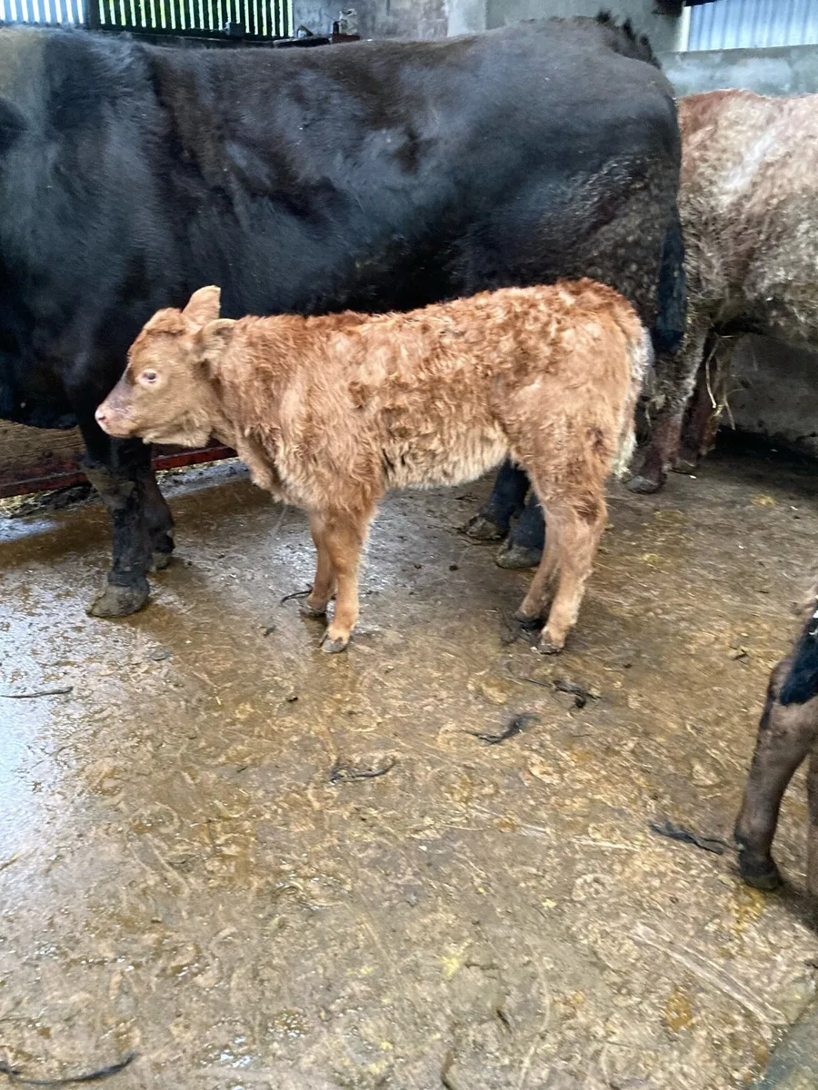 Roan heifer calf for sale in Co. Tyrone for £825 on DoneDeal