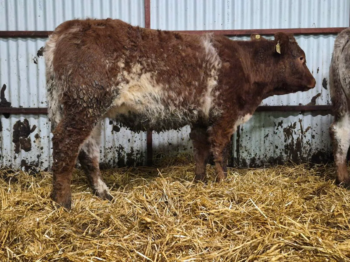 🌟 Roan Heifer Weanlings 🌟 for sale in Co. Galway for €123 on DoneDeal