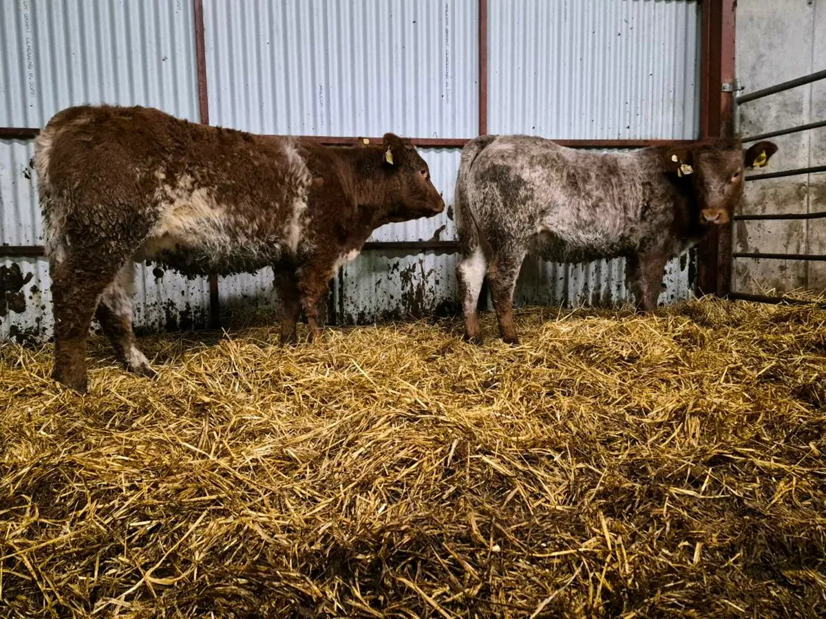 🌟 Roan Heifer Weanlings 🌟 for sale in Co. Galway for €123 on DoneDeal