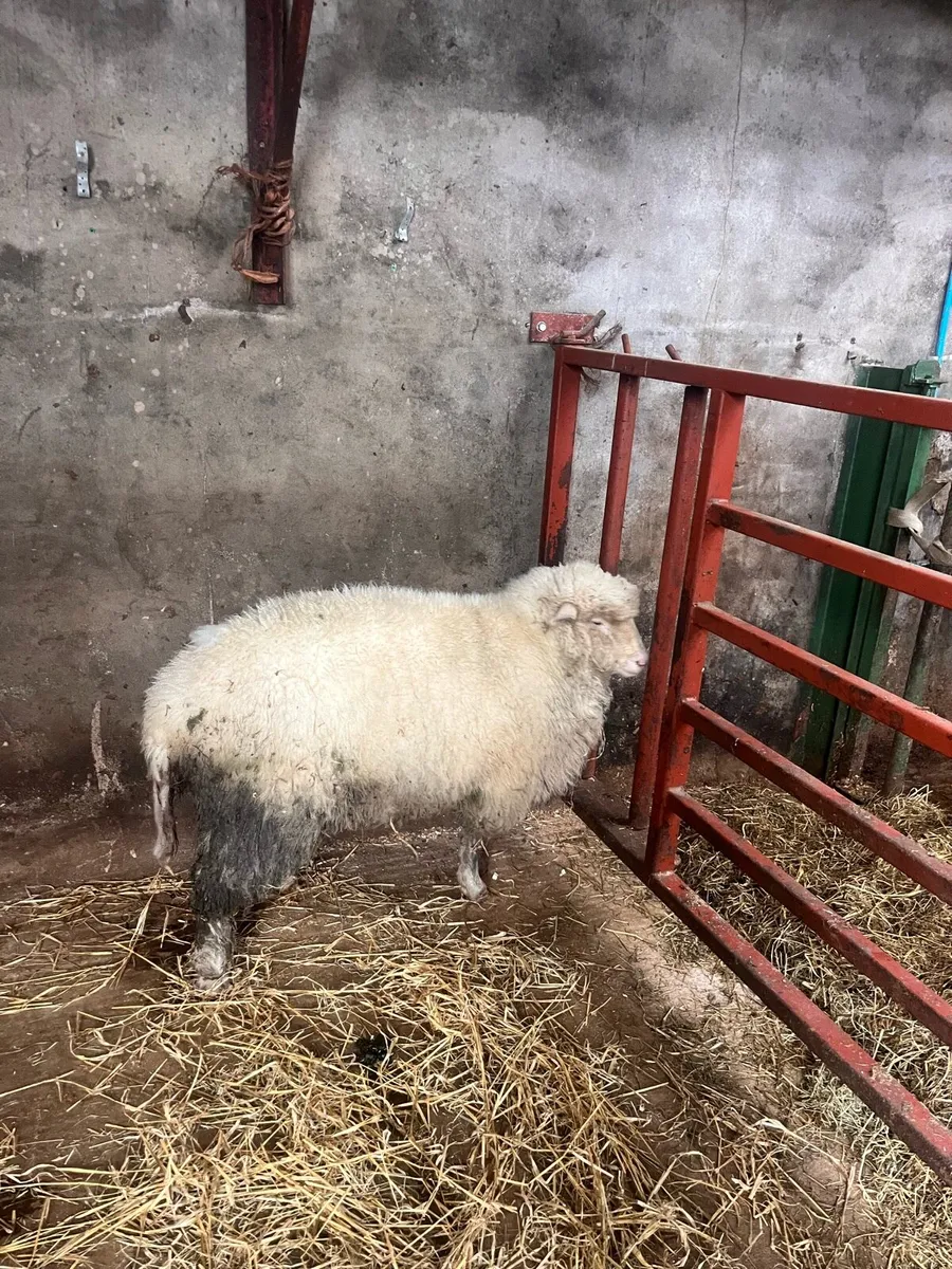FOSTER EWE for sale in Co. Tyrone for €1,234 on DoneDeal