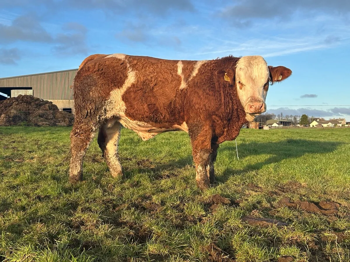 Simmental & Hereford bulls for sale in Co. Westmeath for €1,234 on DoneDeal