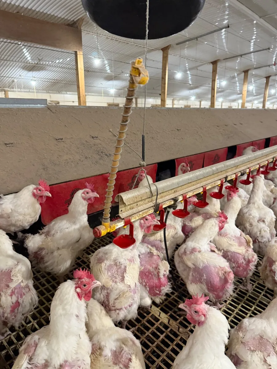 2 Nest boxes & slats for sale in Co. Armagh for £5,000 on DoneDeal