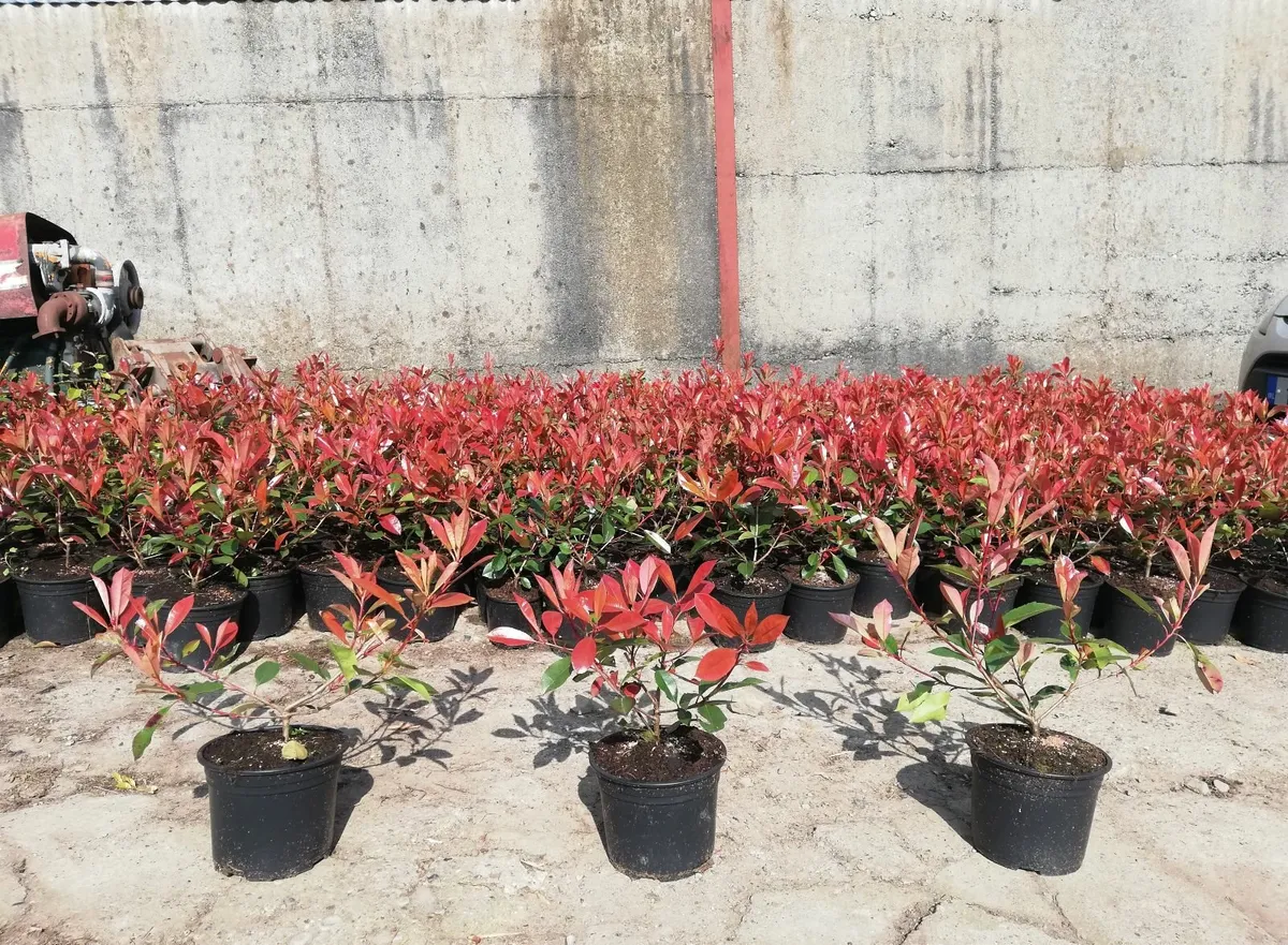 Red robin Hedging for sale in Co. Kilkenny for €5 on DoneDeal