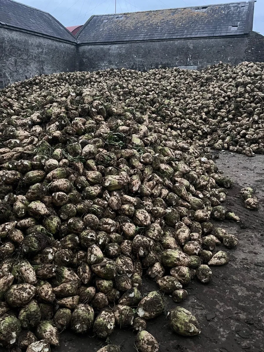 Fodder Beet for sale in Co. Meath for €111,111,111 on DoneDeal