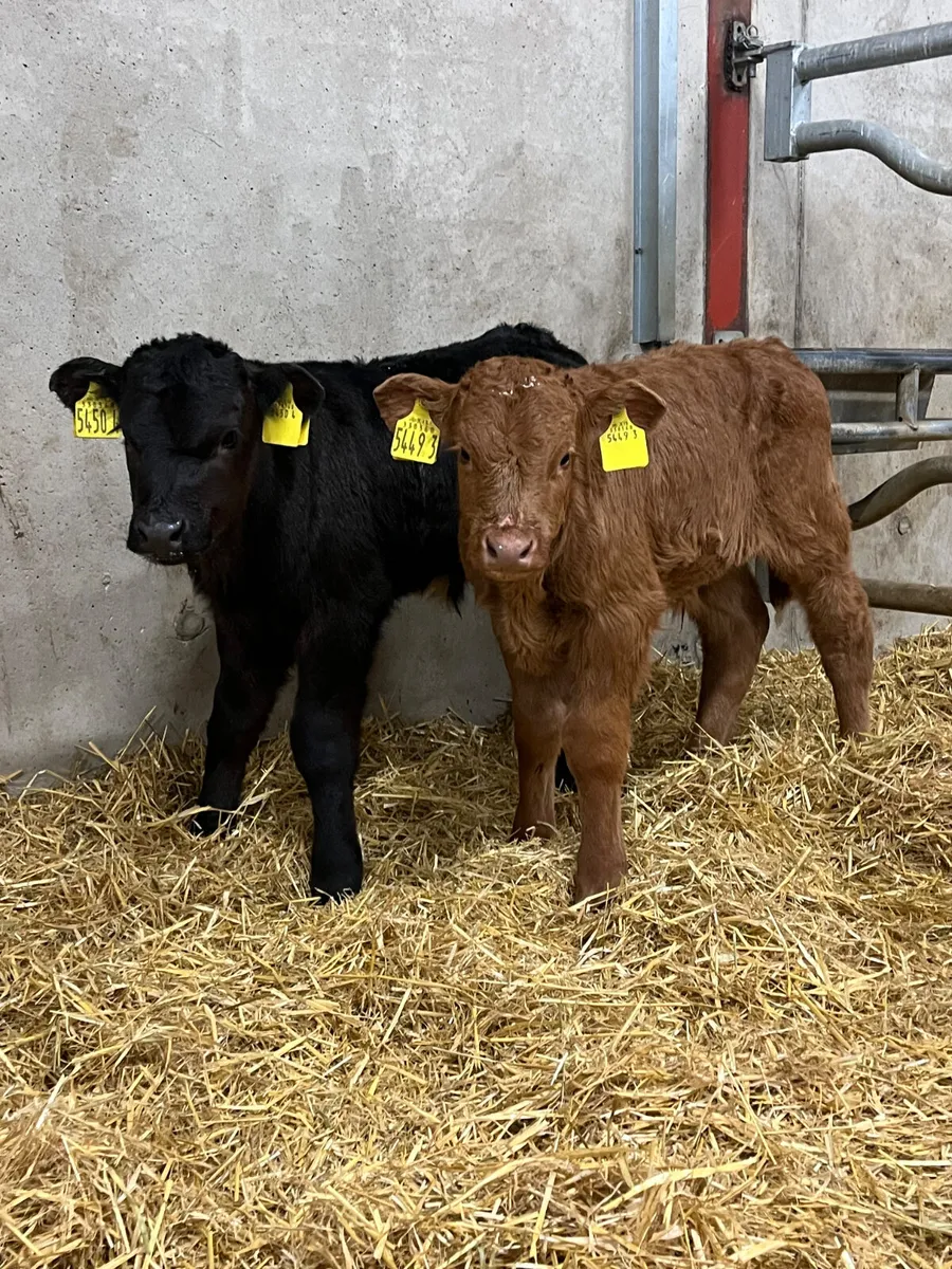 4 Angus & Limousine Bull Calves for sale in Co. Down for £0 on DoneDeal