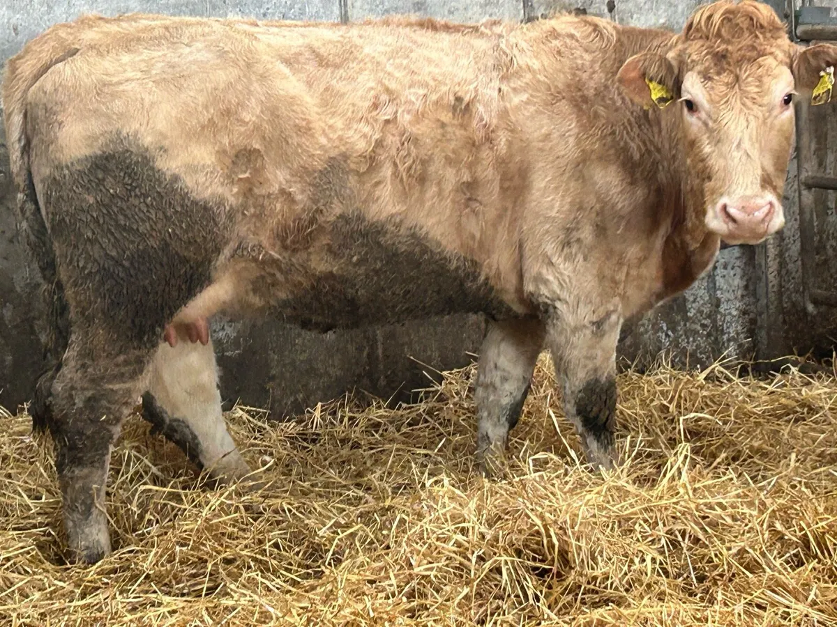 Second calved cow and heifer caif for sale in Co. Galway for €0 on DoneDeal