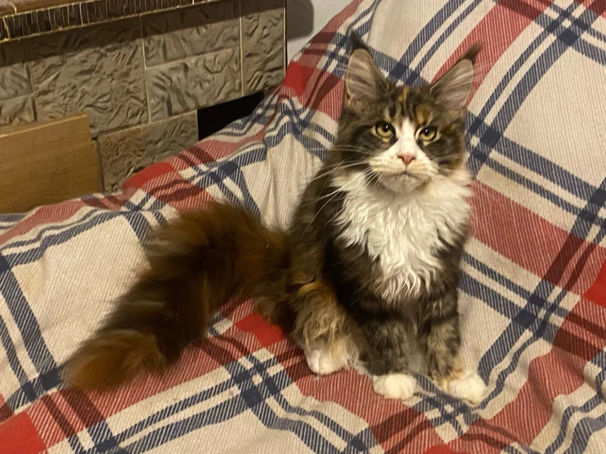 Maine Coon kitten Tica registered with pedigree for sale in Co ...