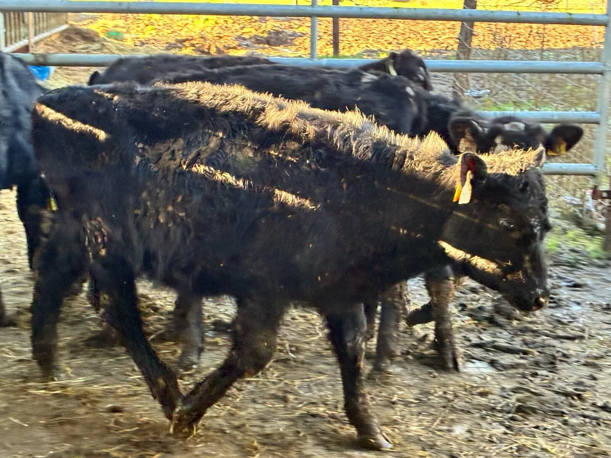 8 Angus bull weanlings for sale for sale in Co. Offaly for €850 on DoneDeal