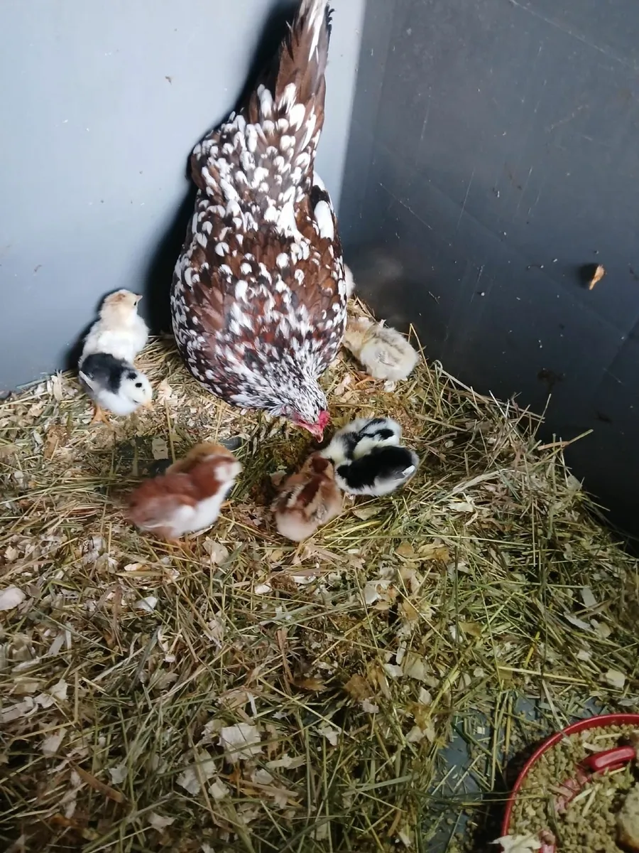 Bantam hen & chicks AND Bantam pullets for sale in Co. Mayo for €10 on ...