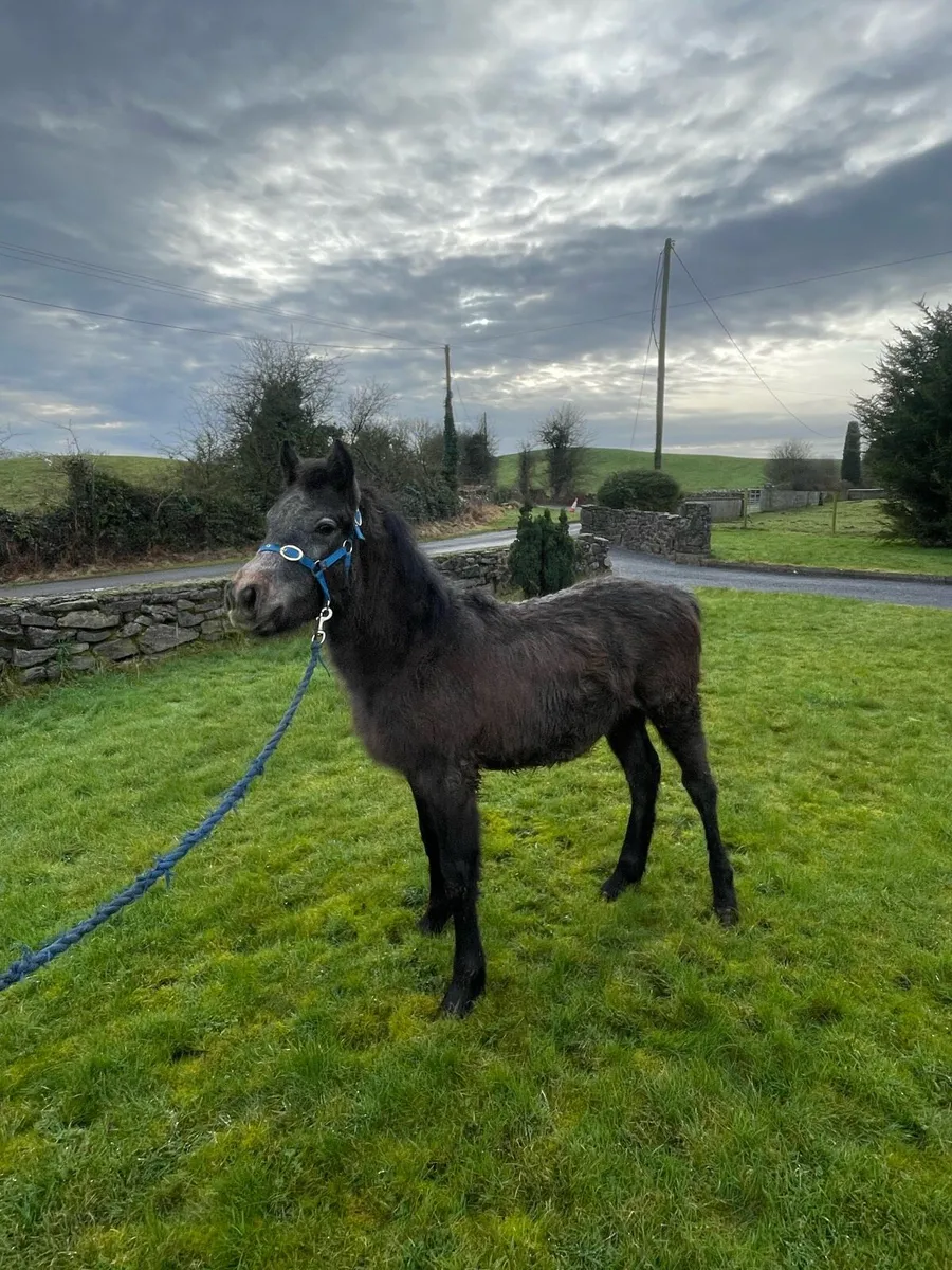 Connemara colt for sale in Co. Galway for €950 on DoneDeal