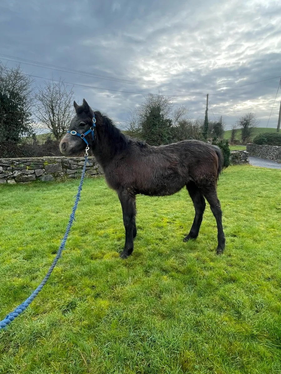 Connemara colt for sale in Co. Galway for €950 on DoneDeal