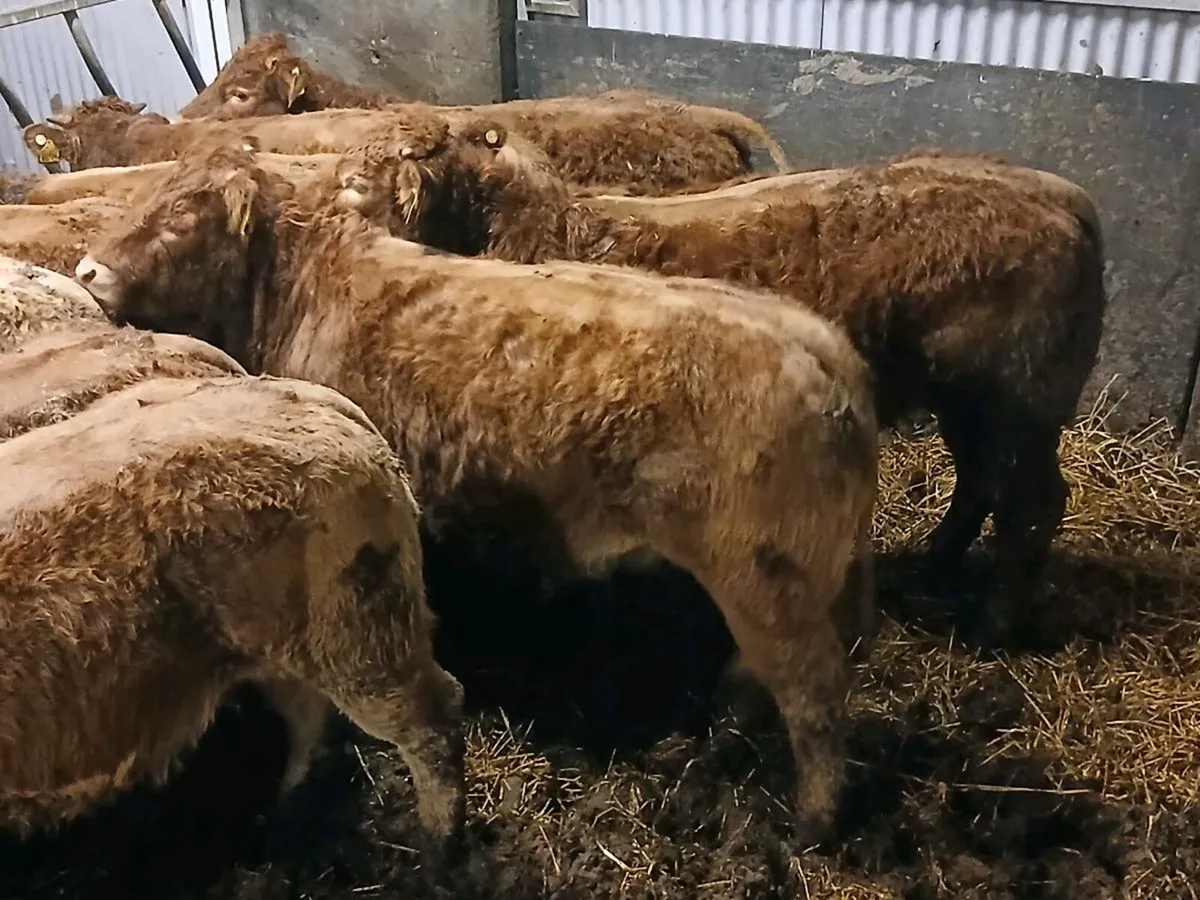 10 Top quality homebred LMX Heifer's for sale for sale in Co. Galway ...