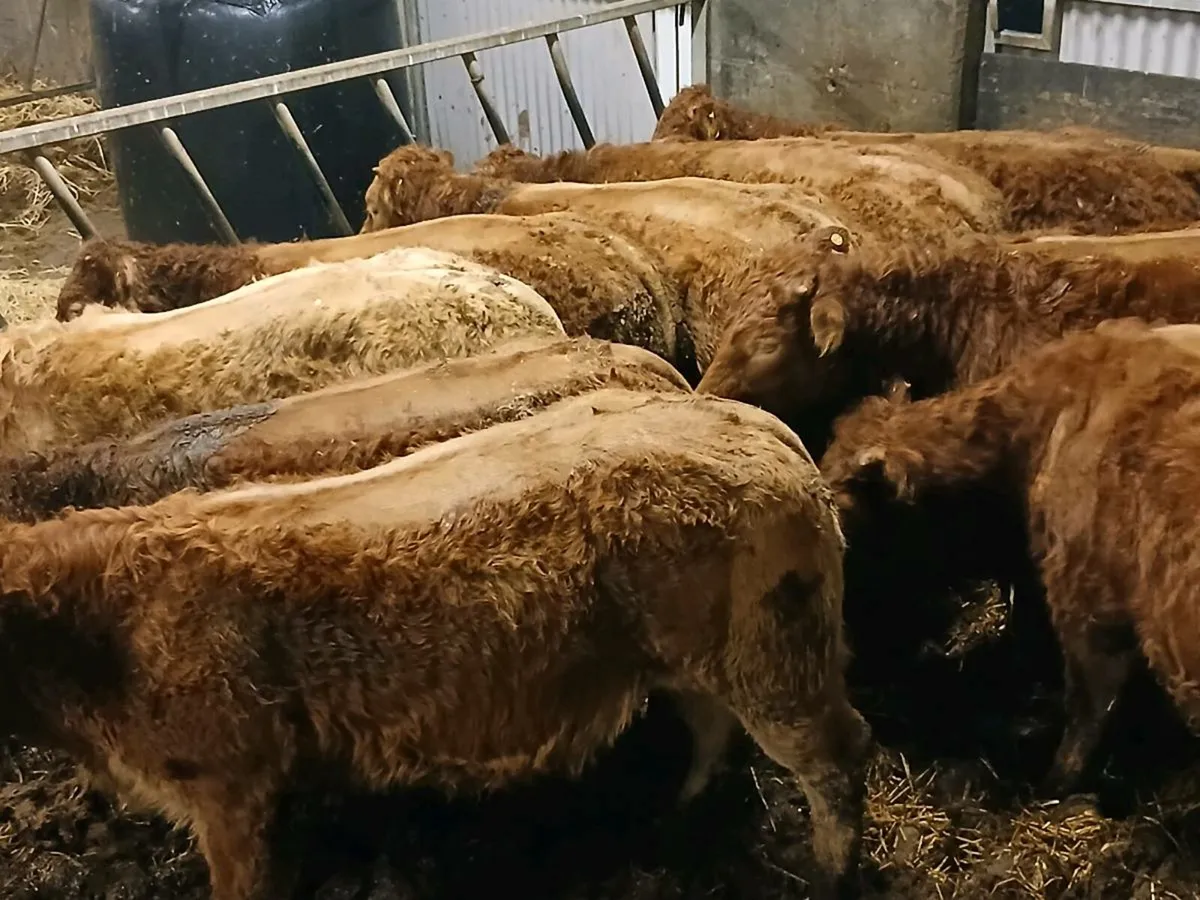 10 Top quality homebred LMX Heifer's for sale for sale in Co. Galway ...
