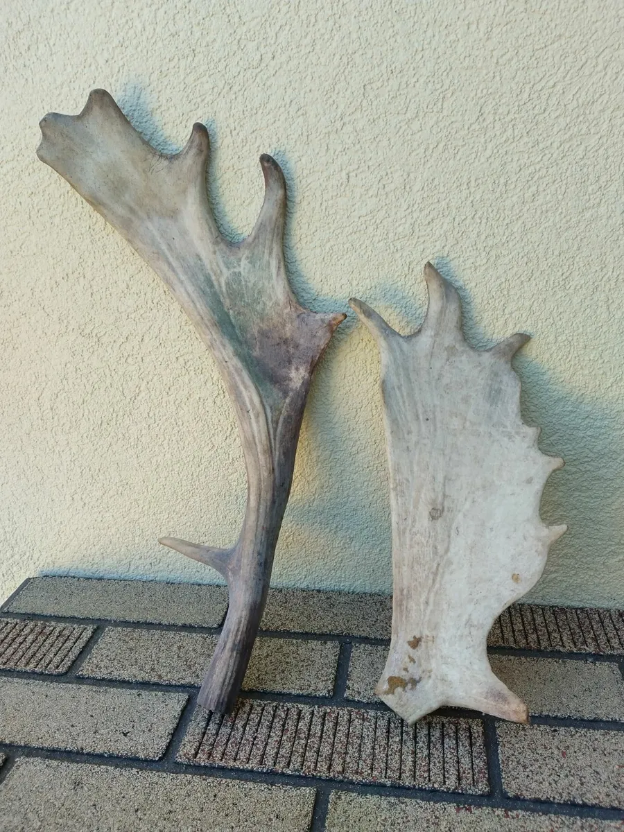 2. Antique Fallow deer Antlers for sale in Co. Cork for €50 on DoneDeal