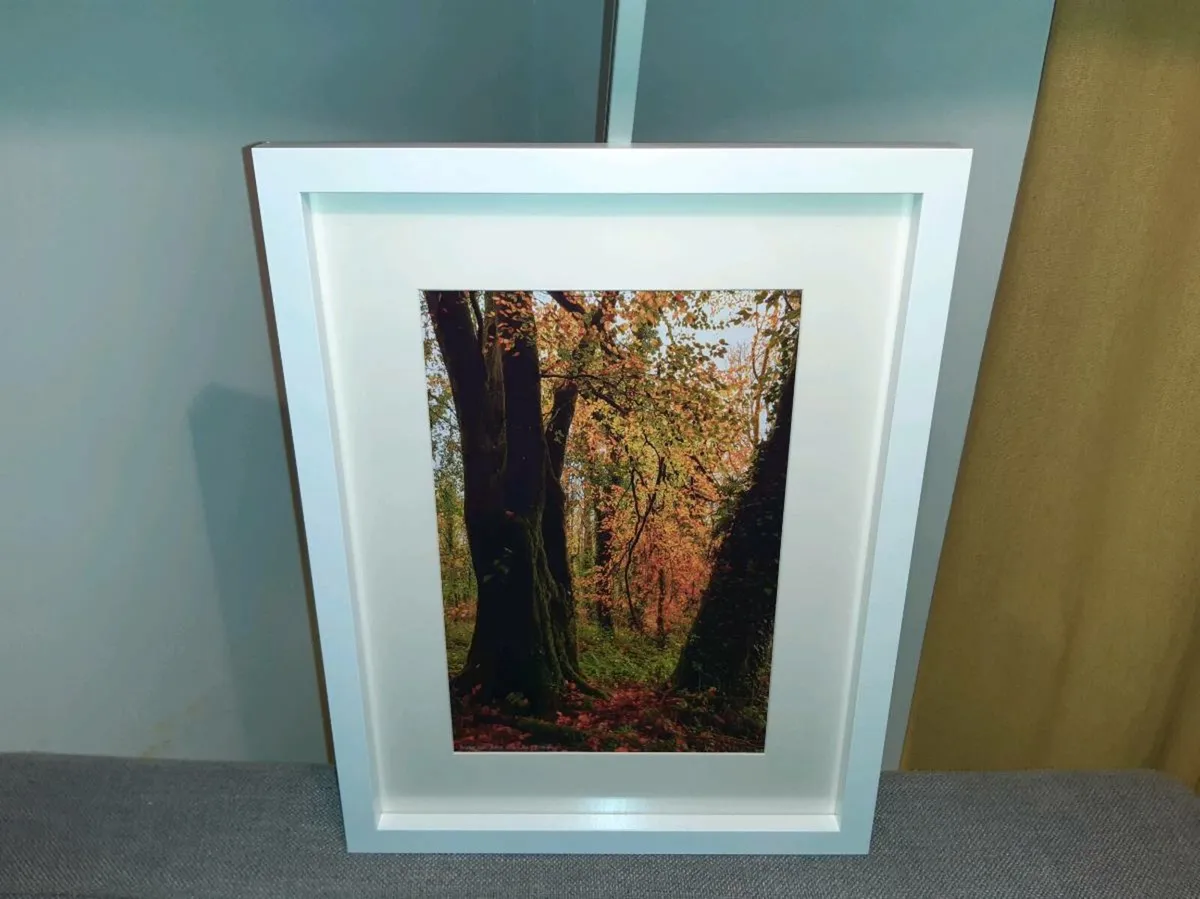 Ballyannan Woods for sale in Co. Cork for €20 on DoneDeal