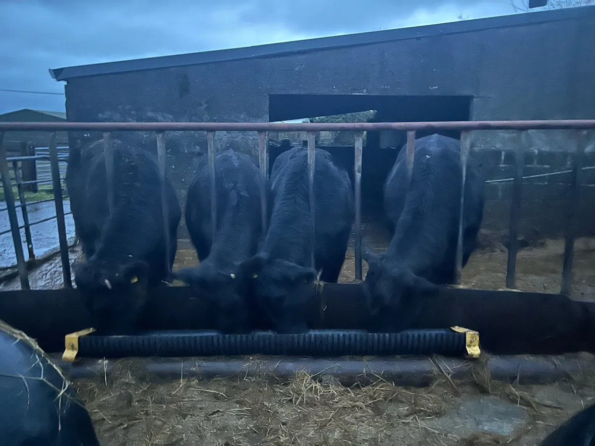 AAX bullocks for sale in Co. Galway for €1,234 on DoneDeal