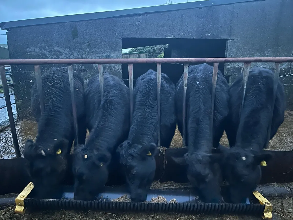 AAX bullocks for sale in Co. Galway for €1,234 on DoneDeal