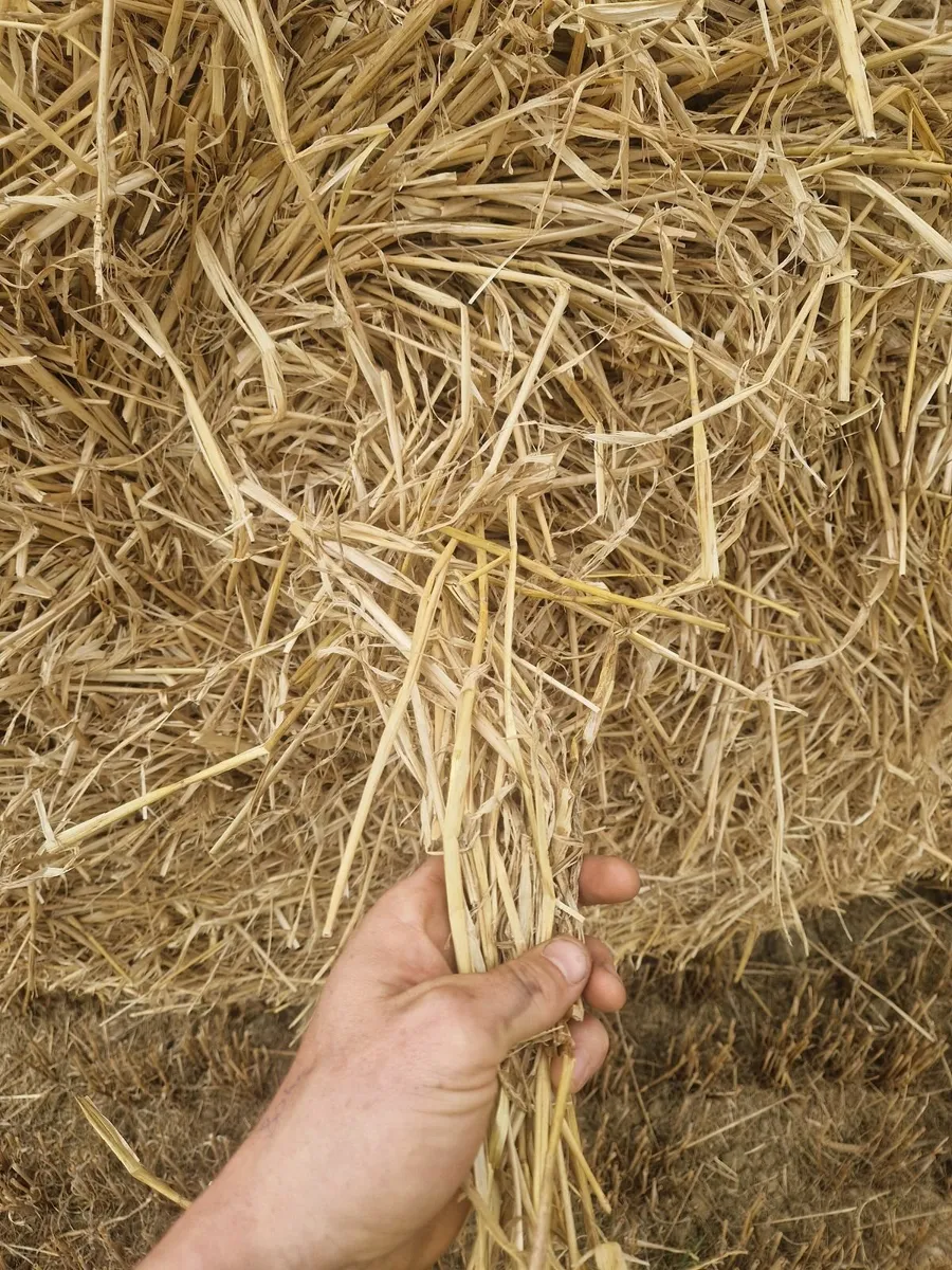 Barley straw for sale in Co. Wexford for €22 on DoneDeal