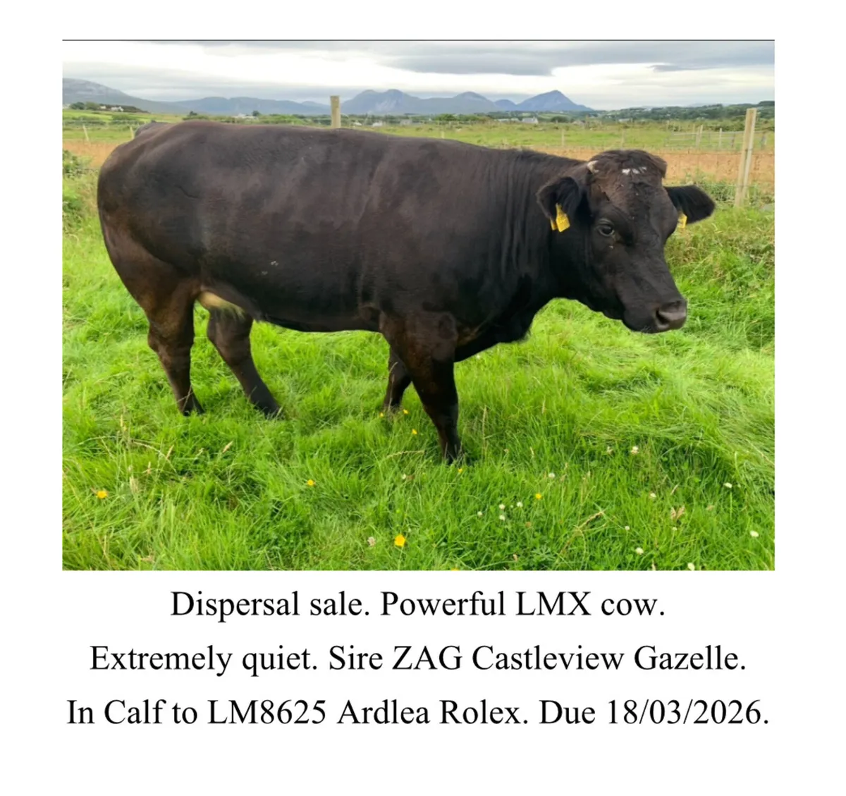 Milford Mart Wednesday 14th January, 12 noon. for sale in Co. Donegal ...