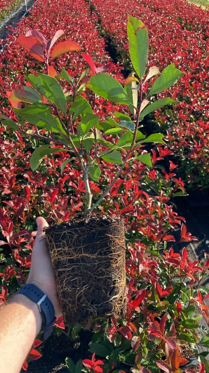 Red Robin Hedging for sale in Co. Laois for €5 on DoneDeal