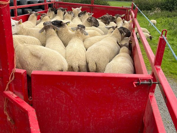 Mobile plunge dipping all Ireland for sale in Roscommon for €123 on ...