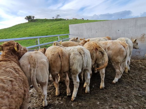 2025 weanling Heifers for sale in Mayo for €111 on DoneDeal