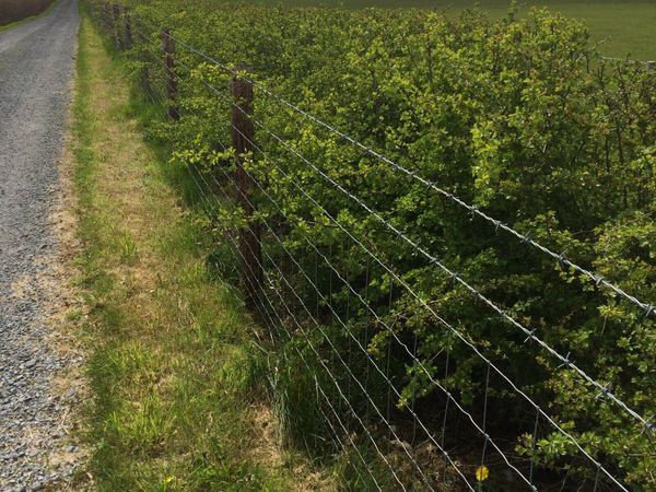 Native apple trees for acres . Delivery nationwide for sale in Co ...