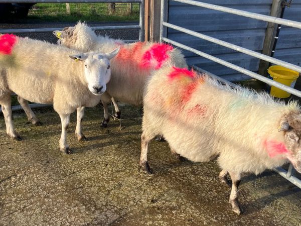 3 young ewes for sale in Co. Mayo for €1 on DoneDeal