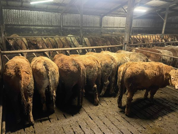 20 Charolais Bullocks for sale in Co. Clare for €0 on DoneDeal
