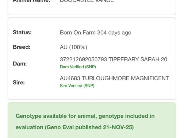 Pedigree Aubrac Bull for sale in Sligo for €3,400 on DoneDeal