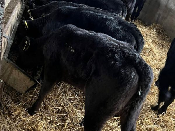 25 Aberdeen Angus Heifers for sale in Monaghan for €0 on DoneDeal